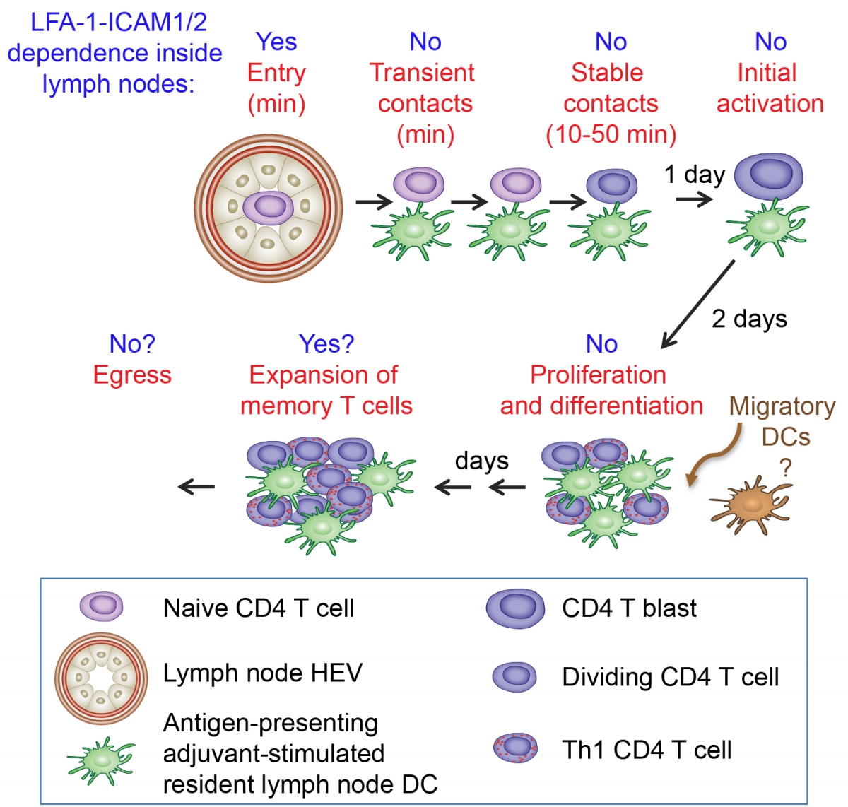 The role of DC ICAM-1 in immune synapses in vivo | Ronen Alon's laboratory